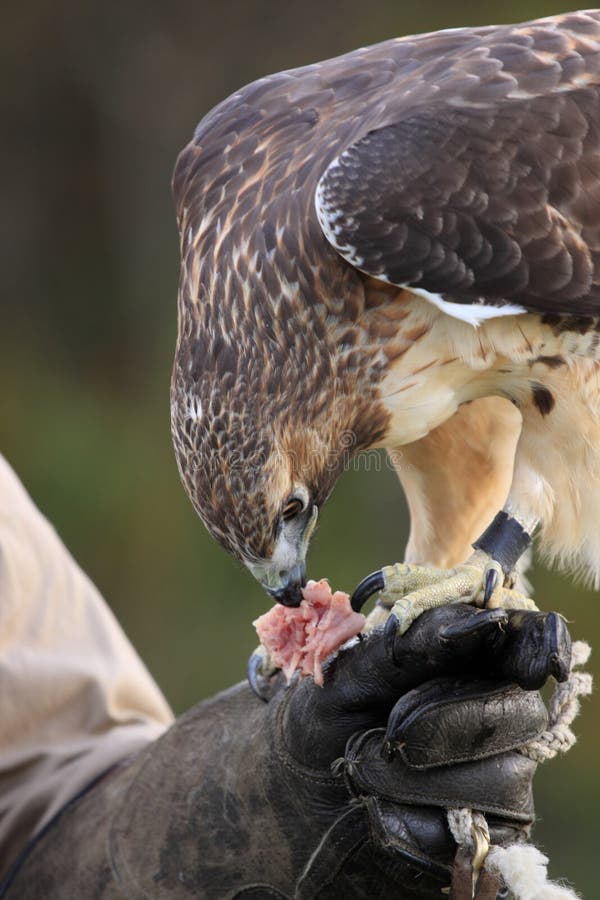 Red Tail Hawk stock image. Image of tailed, hook, falcon - 11939955