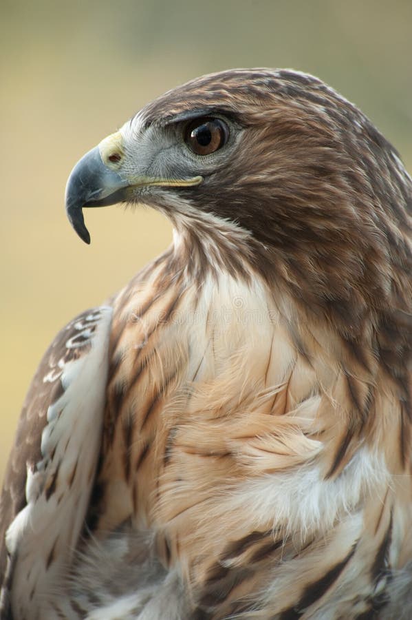 Red-tailed Hawk with Beautiful Plumage Stock Photo - Image of stalk ...