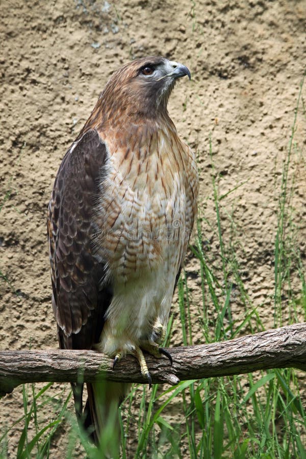 Red Tail Hawk stock image. Image of closeup, green, brown - 19122451