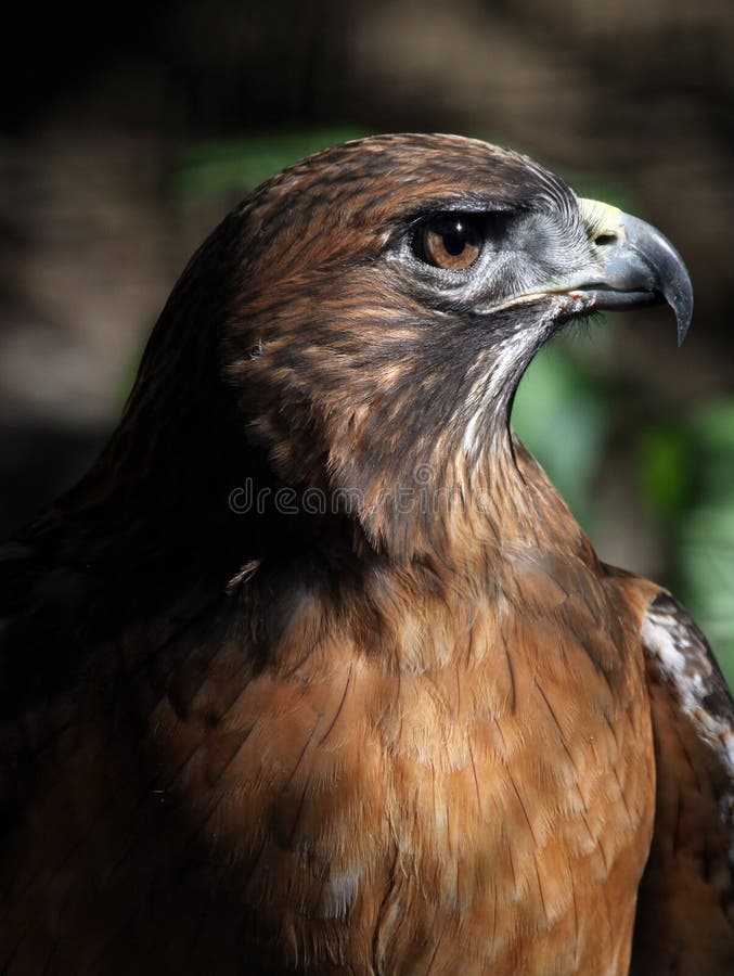 Red Tail Hawk stock photo. Image of symbol, portrait - 19202018