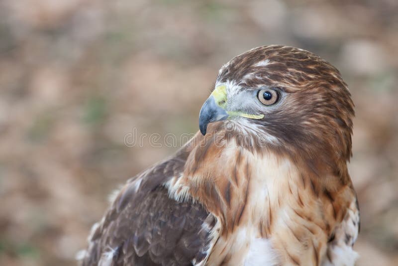 Red Tail Hawk stock photo. Image of bird, nature, feathers - 25128914