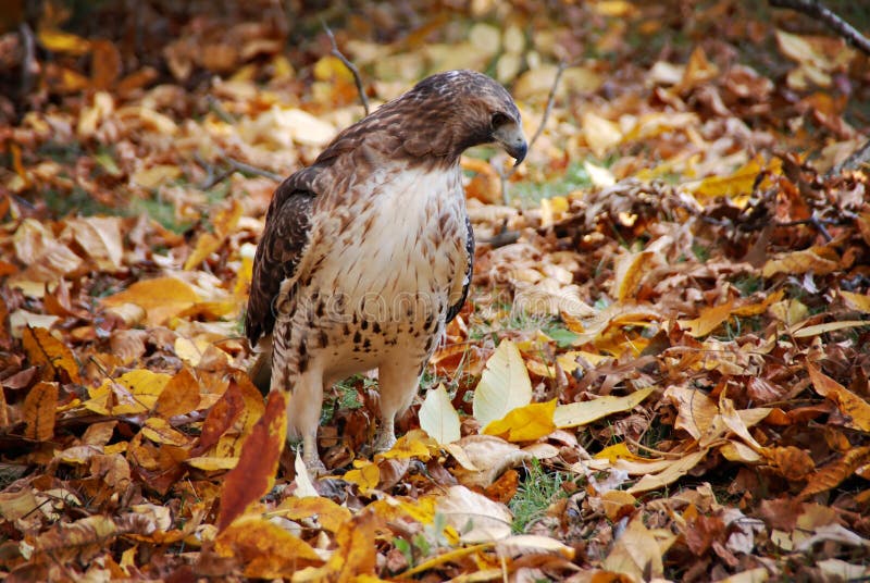 Fall Fun stock image. Image of play, fall, american, family - 26955921