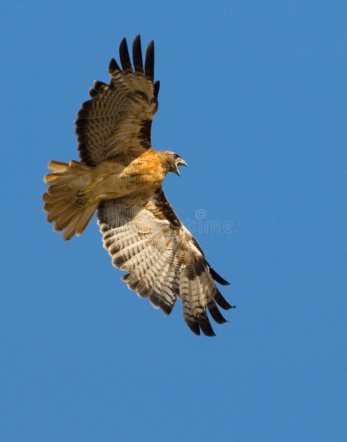 Red Tail Hawk stock image. Image of hawks, eagles, soaring - 5160315
