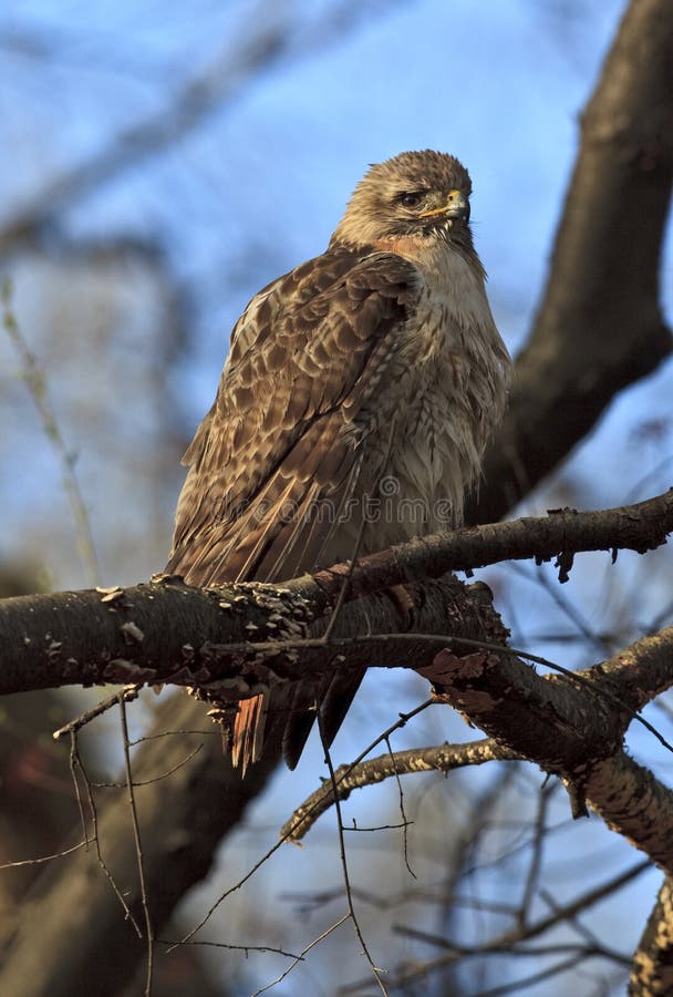 Red tail hawk stock image. Image of season, beauty, tail - 9269943