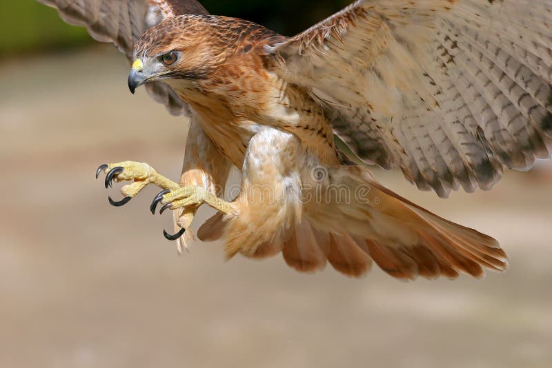 Red tail hawk attack stock photo. Image of hawk, attacking - 242182754