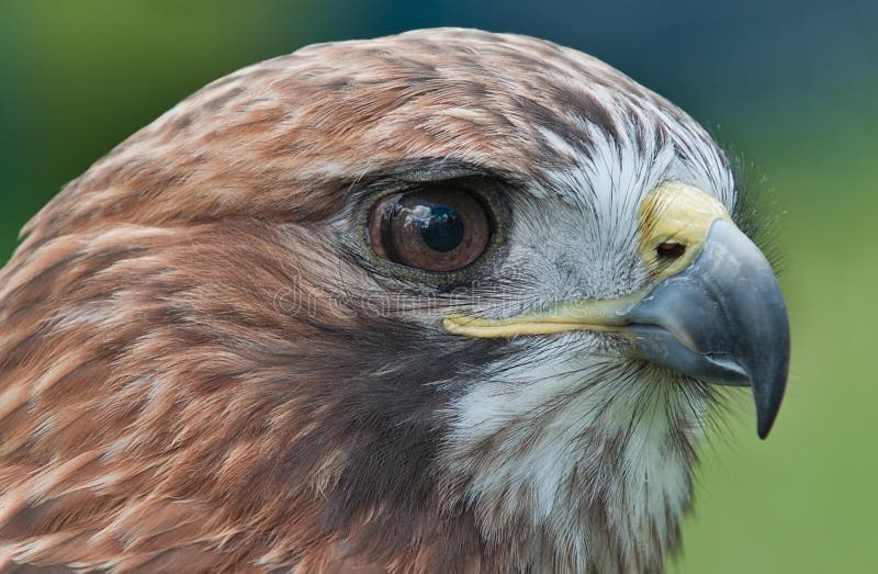 Red-Tail Hawk (Buteo Jamaicensis) Head Closeup Stock Image - Image of ...