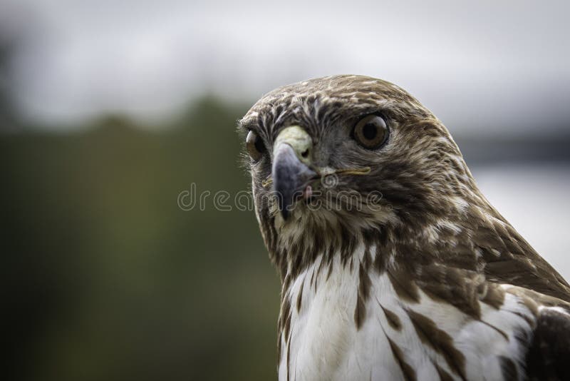 Red Tail Hawk Close Up Head and Negative Space Stock Image - Image of ...