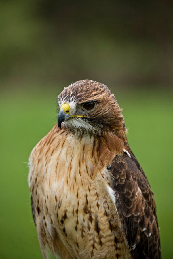 Red Tail Hawk stock image. Image of bird, avian, carnivore - 31035733
