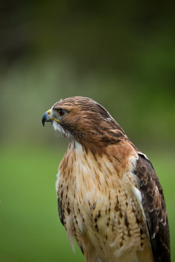 Red Tail Hawk stock image. Image of trees, perch, ornithology - 31035747