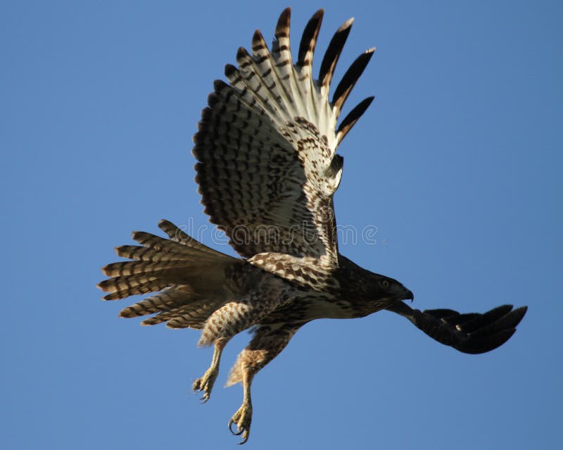 Red Tail Hawk in Flight stock image. Image of jamaicensis - 48925945