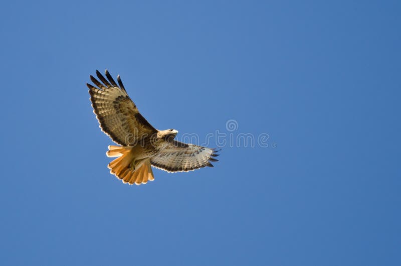 Red-Tail Hawk Flying in a Blue Sky Stock Photo - Image of hawk ...
