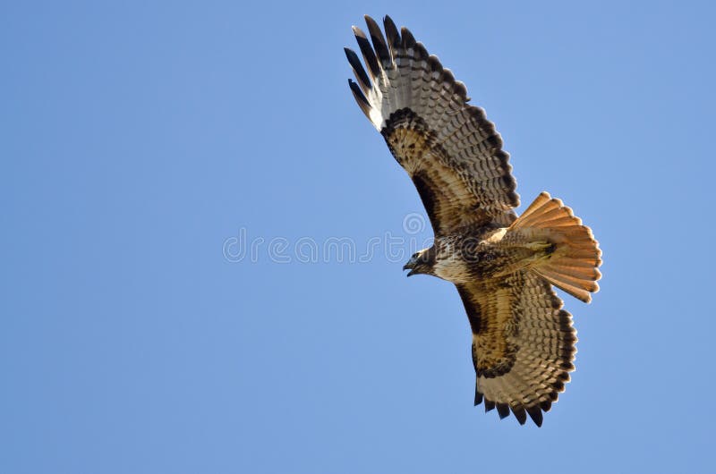 Red-Tail Hawk Flying in a Blue Sky Stock Image - Image of hawk, reddish ...