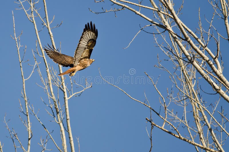 Red Tail Hawk Flying Up To Its Nest Stock Photos - Free & Royalty-Free ...