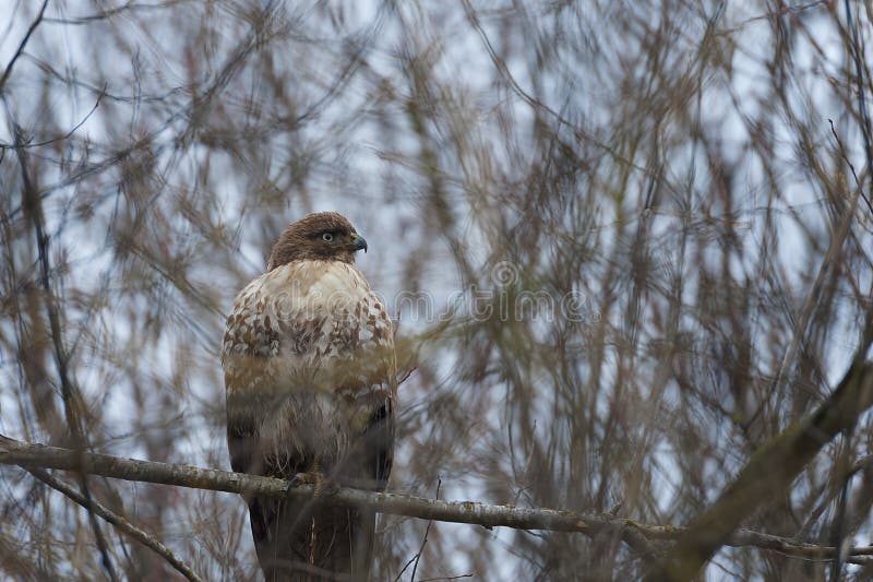 Red Tail Hawk Keeps an Eye Below Stock Photo - Image of wildlife ...