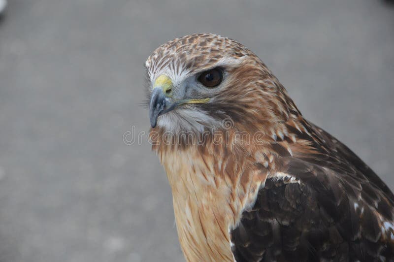 Red Tail Hawk Looking Straight Ahead Stock Image - Image of wildlife ...