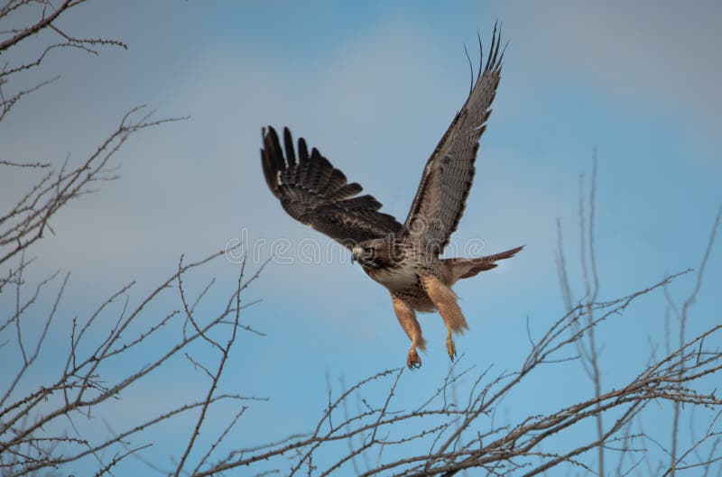 Red Tail Hawk Landing in a Tree Stock Image - Image of wild, hawk ...