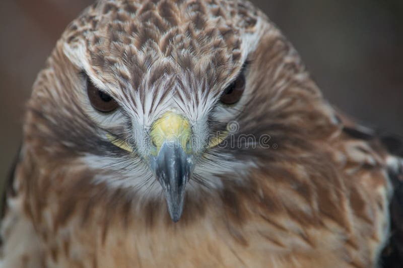 Red Tail Hawk Looking Straight Ahead Stock Image - Image of wildlife ...