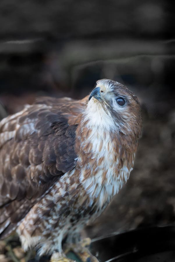 Stare stock photo. Image of prey, hawk, alert, beak, watchful - 36527072