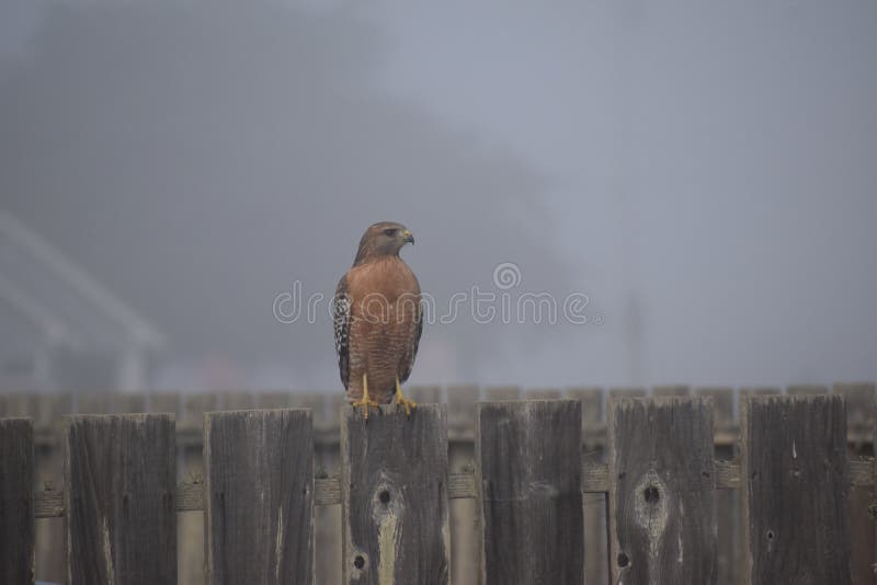 Red tail hawk by the ocean stock photo. Image of tree - 163898854