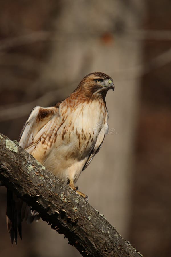 A Red Tail Hawk Peers Out from Its Perch on a Tree Branch. Stock Image ...