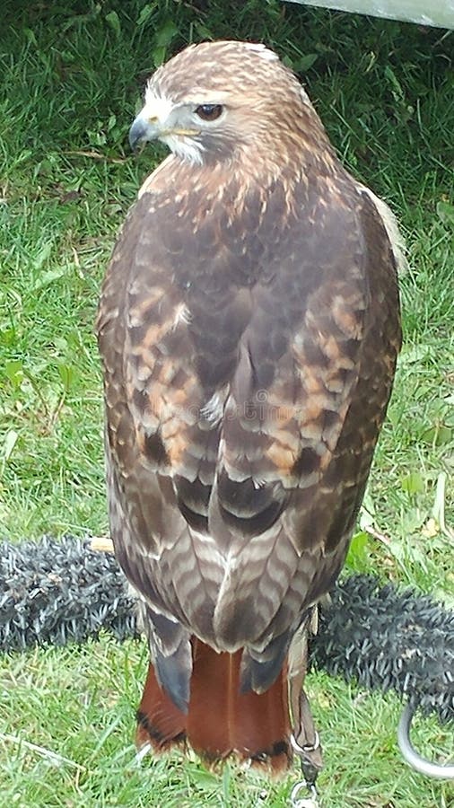 Red tail hawk stock photo. Image of perched, tail, hawk - 93794214