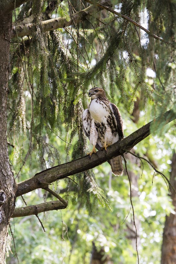 Red Tail Hawk Perched on a Tree Branch Stock Photo - Image of bird ...