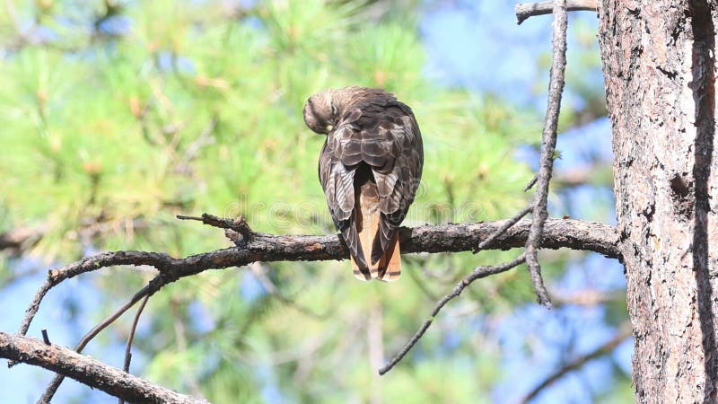 Red Tail Hawk preening stock video. Video of hazard - 296577665