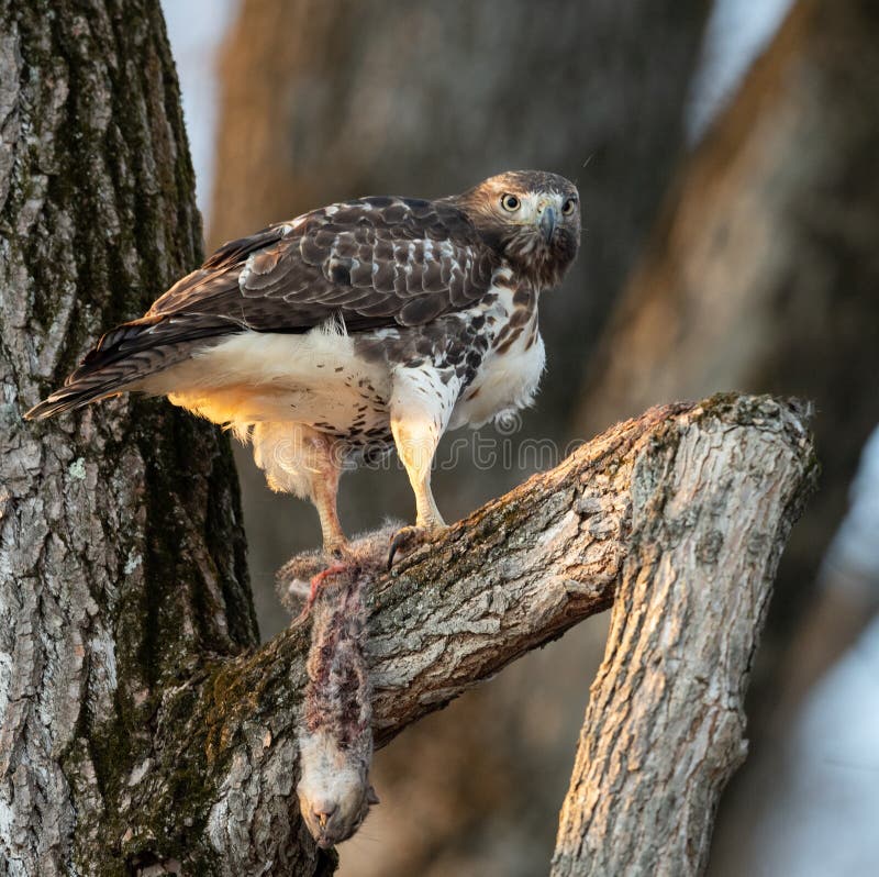 Red Tail Hawk with Prey stock photo. Image of branch - 124615744