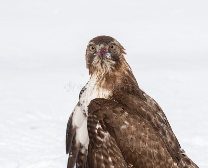 Stare Down with a Red Tail Hawk Stock Image - Image of wildlife, tail ...