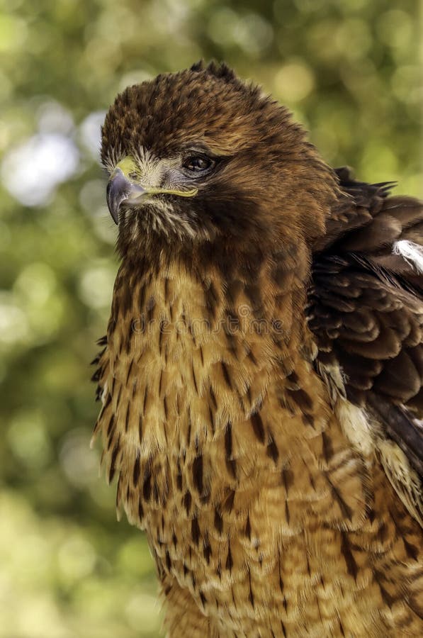 Red Tail Hawk stock image. Image of carnivorous, close - 103557227