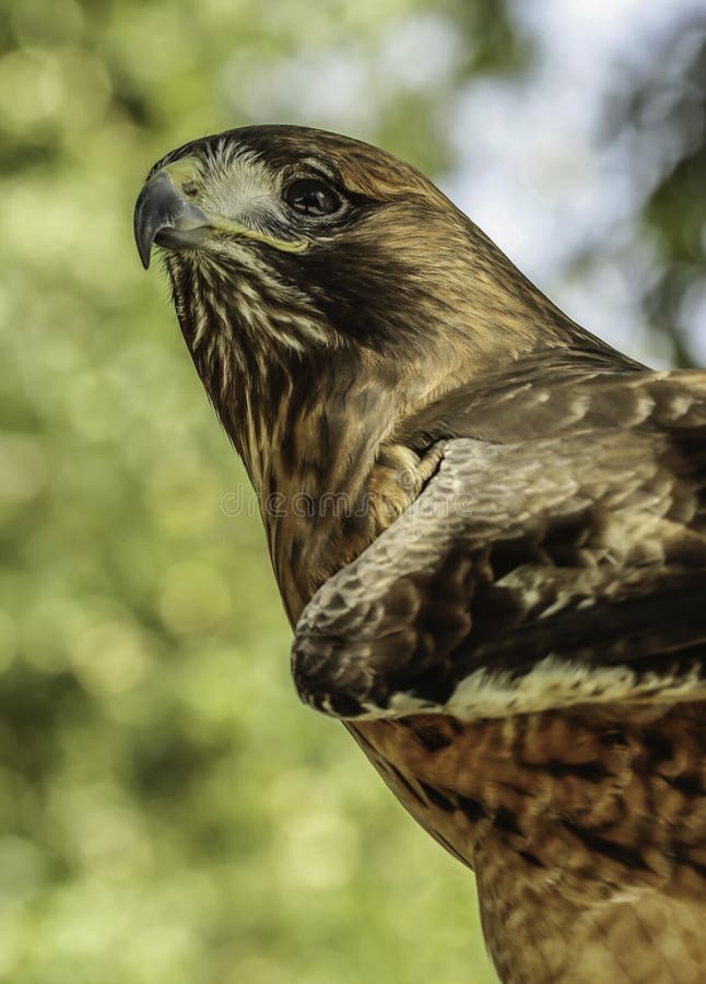Red Tail Hawk stock image. Image of feathers, diurnal - 103557401