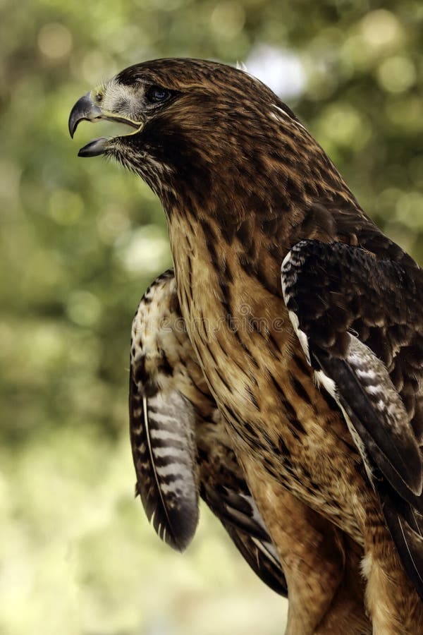 Red Tail Hawk stock image. Image of feathered, northwest - 103557241