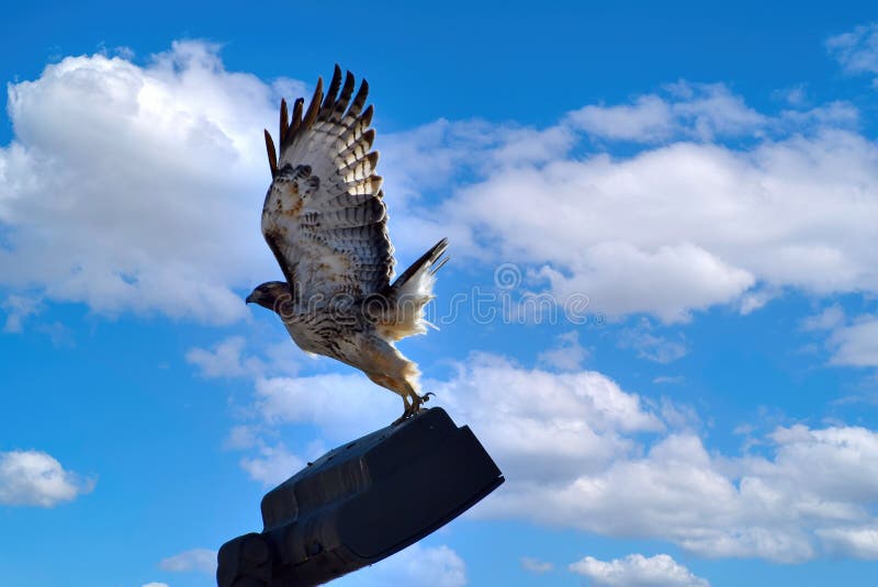 Red-tail Hawk Taking Off from it`s Perch Stock Photo - Image of ...