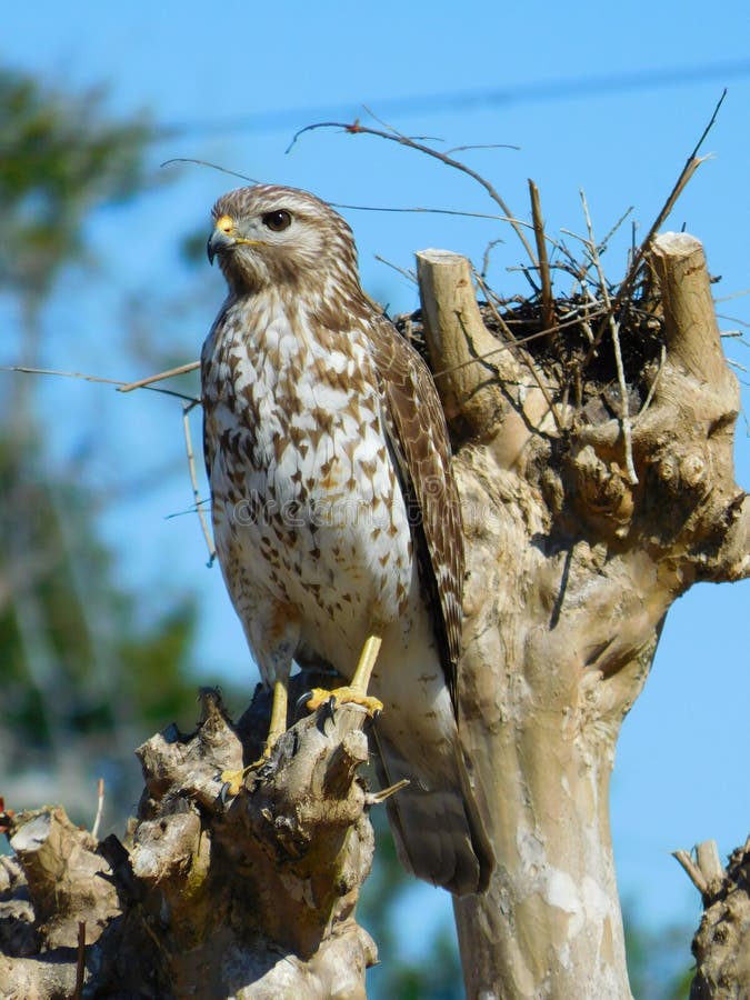 Red Tail Hawk in Tree Perching Stock Photo - Image of nest, eagles ...