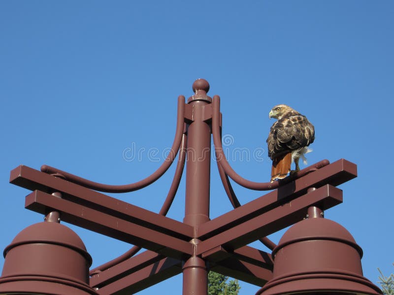 Red Tail Hawk stock image. Image of city, claws, watches - 61282773
