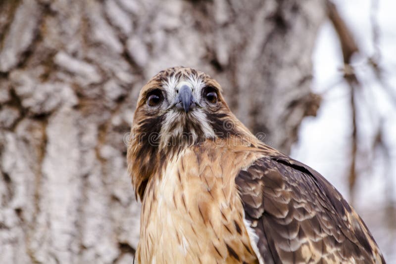 Red Tail Hawk in Winter Setting Stock Image - Image of profile ...