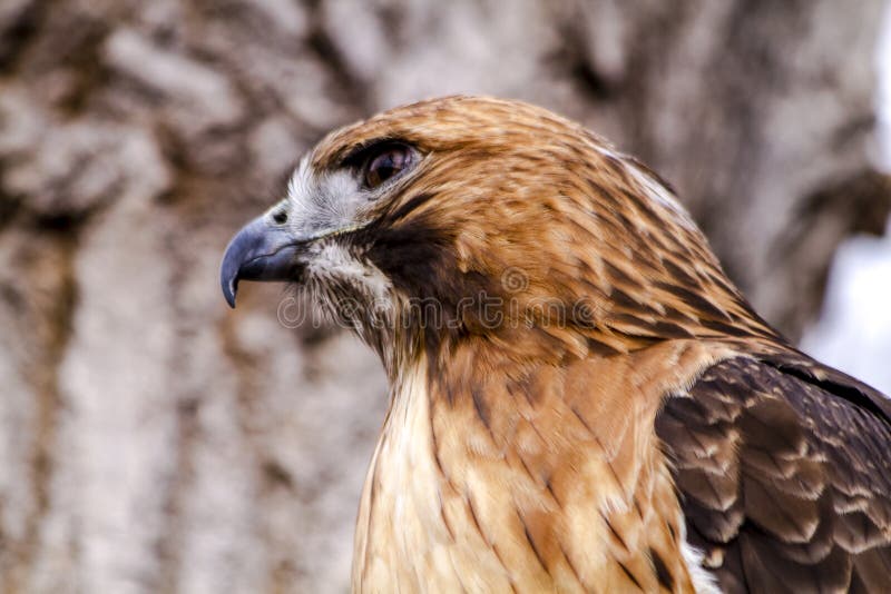 Red Tail Hawk in Winter Setting Stock Image - Image of face, plumage ...