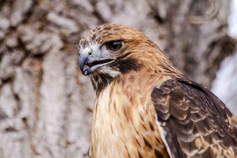 Red Tail Hawk in Winter Setting Stock Photo - Image of tree, talon ...