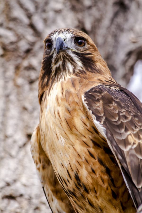 Red Tail Hawk in Winter Setting Stock Image - Image of buteo, branches ...
