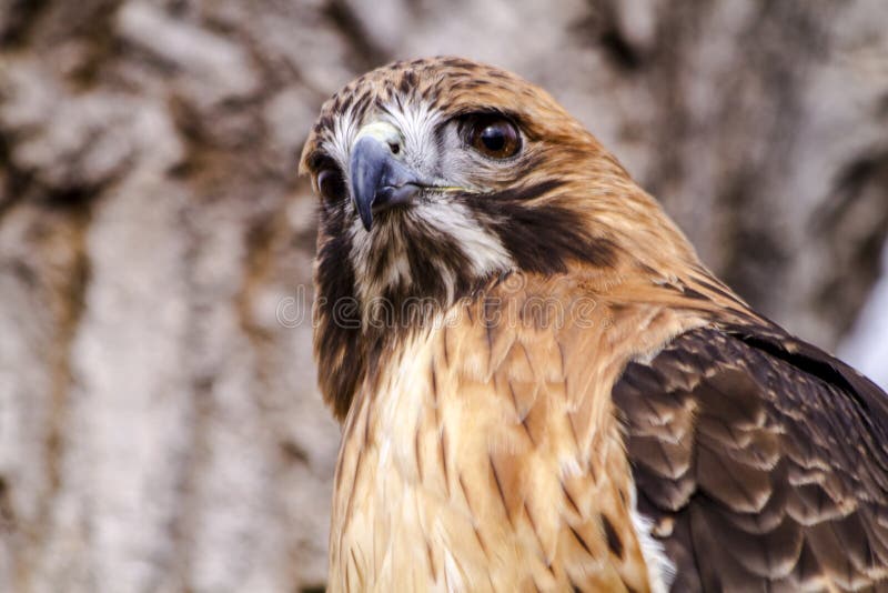 Red Tail Hawk in Winter Setting Stock Photo - Image of fast, face: 49668824