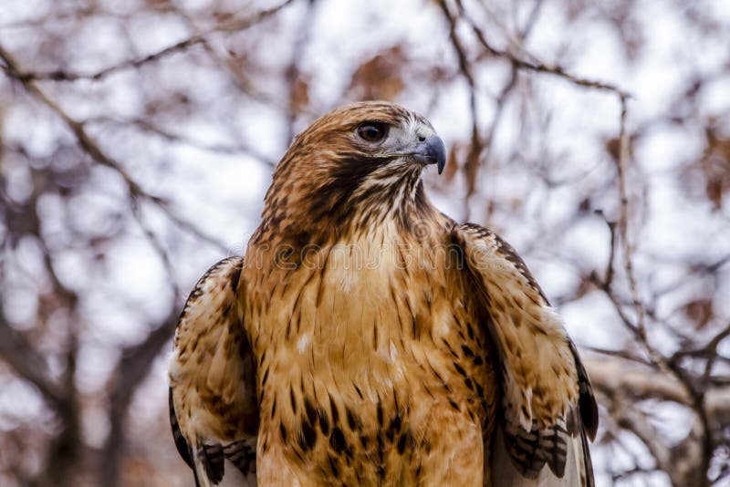 Red Tail Hawk in Winter Setting Stock Image - Image of predator ...