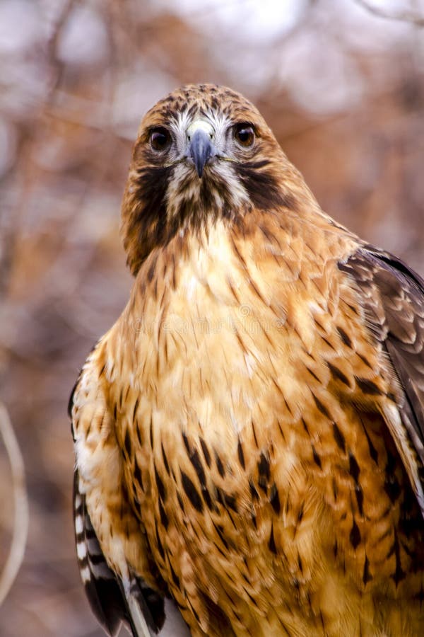Red Tail Hawk in Winter Setting Stock Photo - Image of feathers ...