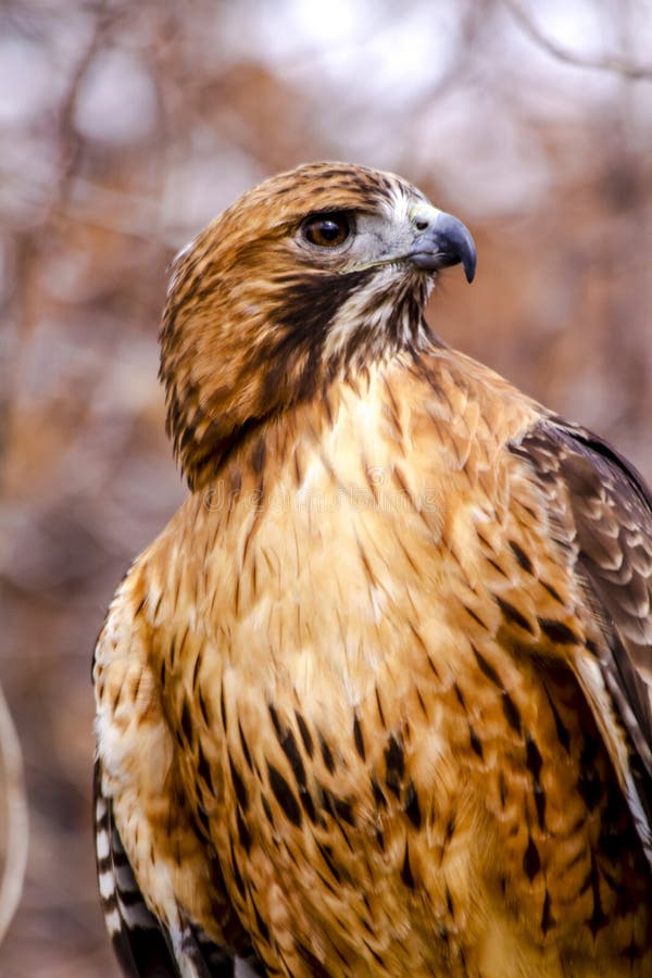 Red Tail Hawk in Winter Setting Stock Photo - Image of fast, bill: 49668164