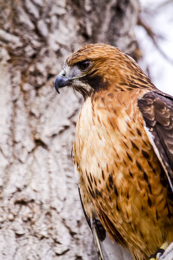 Red Tail Hawk in Winter Setting Stock Photo - Image of hunter, buteo ...