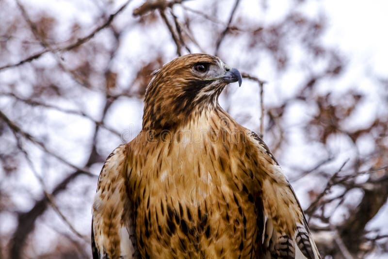 Red Tail Hawk in Winter Setting Stock Photo - Image of hawk, tree: 49668874