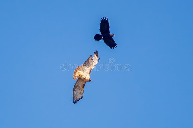 Red Tail HawkRed Tailed Hawk and a Crow Stock Image - Image of tail ...