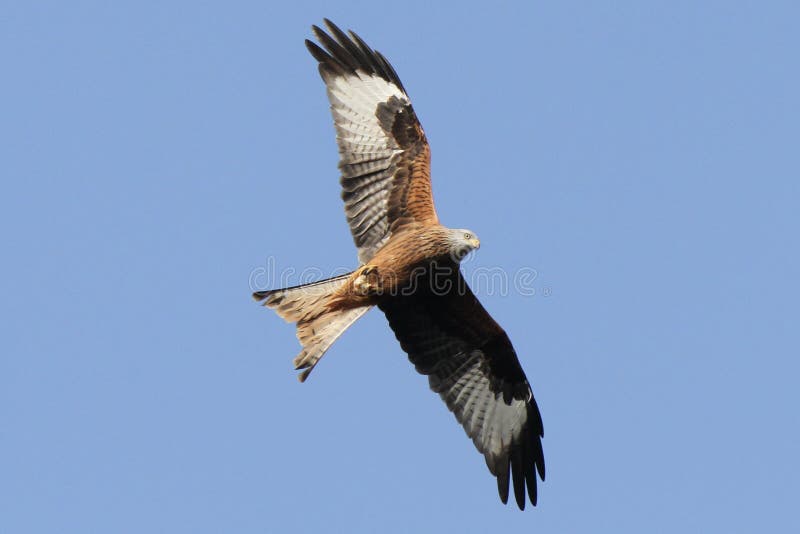 Soaring Red Tail Hawk stock image. Image of tail, searching - 6533011