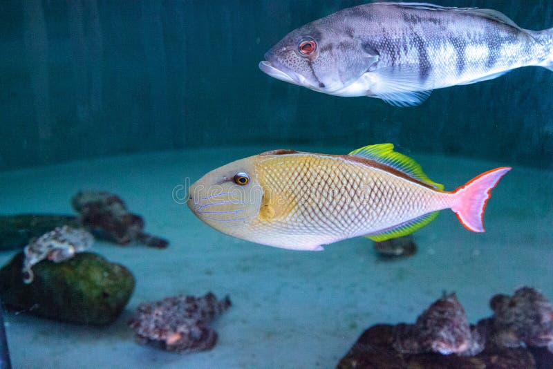 Red Tail Triggerfish Xanthichthys Mento Stock Image - Image of ...