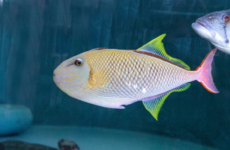 Red Tail Triggerfish Xanthichthys Mento Stock Photo - Image of ...