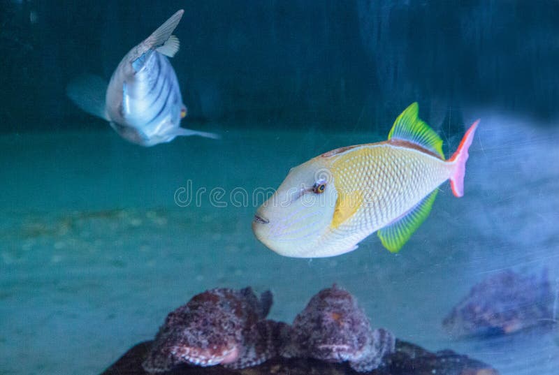 Red Tail Triggerfish Xanthichthys Mento Stock Image - Image of tropical ...